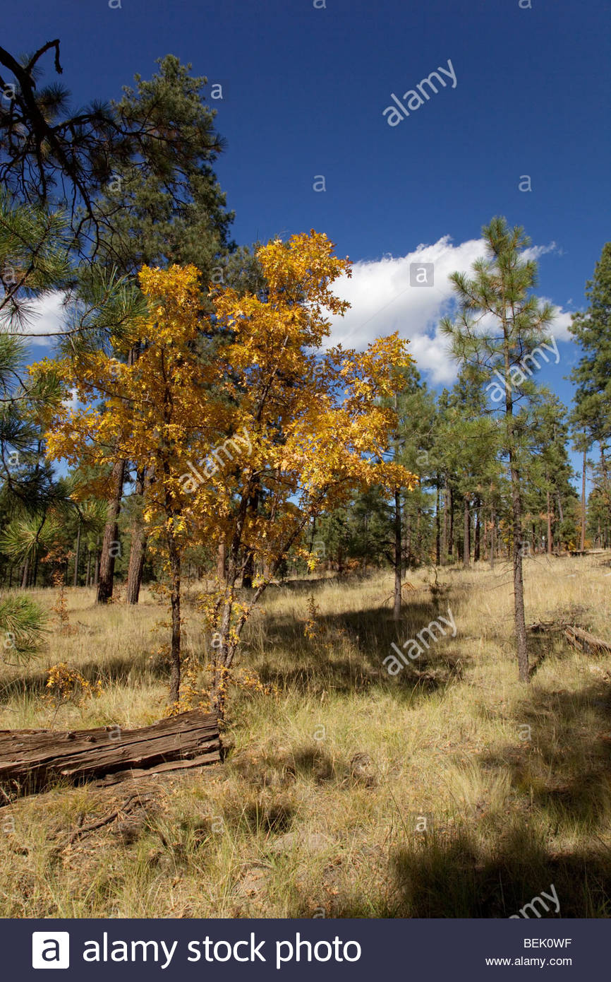 Gambel Oak High Resolution Stock Photography and Images - Alamy