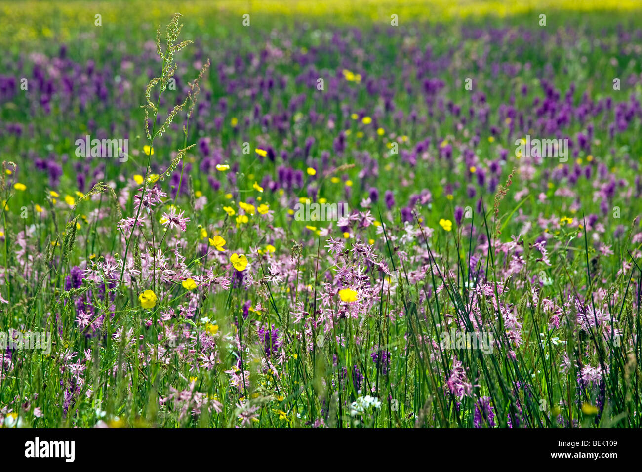 Meadow with Ragged robin (Lychnis flos-cuculi) and Irish marsh orchid ...