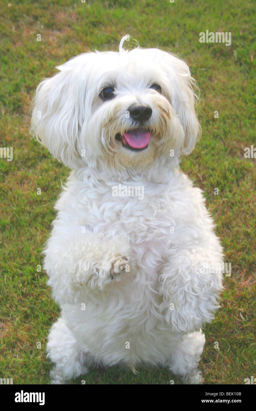 dog begging for attention Stock Photo - Alamy