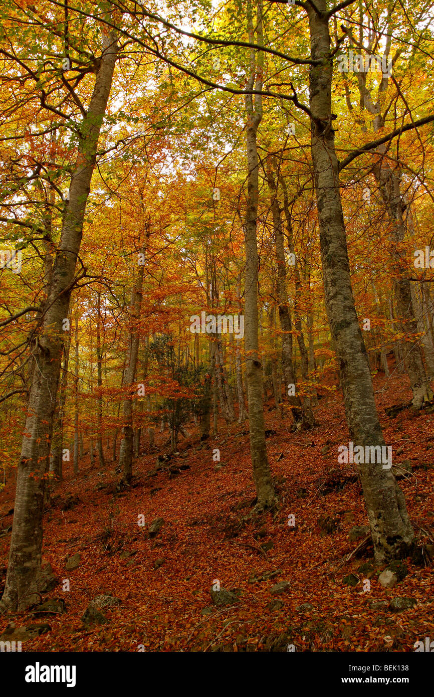 Beech forest in the Sierra de Cebollera Natural Park Stock Photo - Alamy