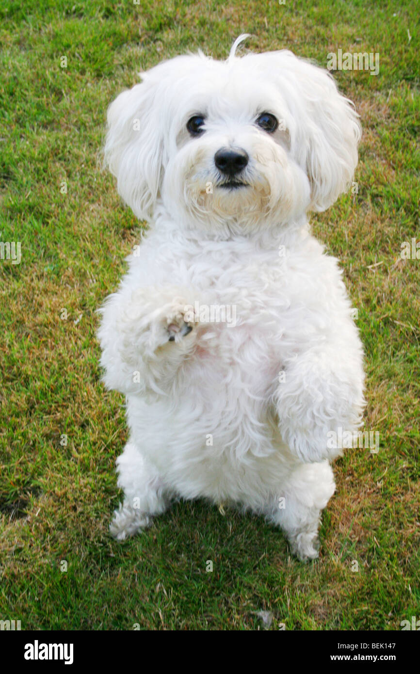 Dog begging hi-res stock photography and images - Alamy