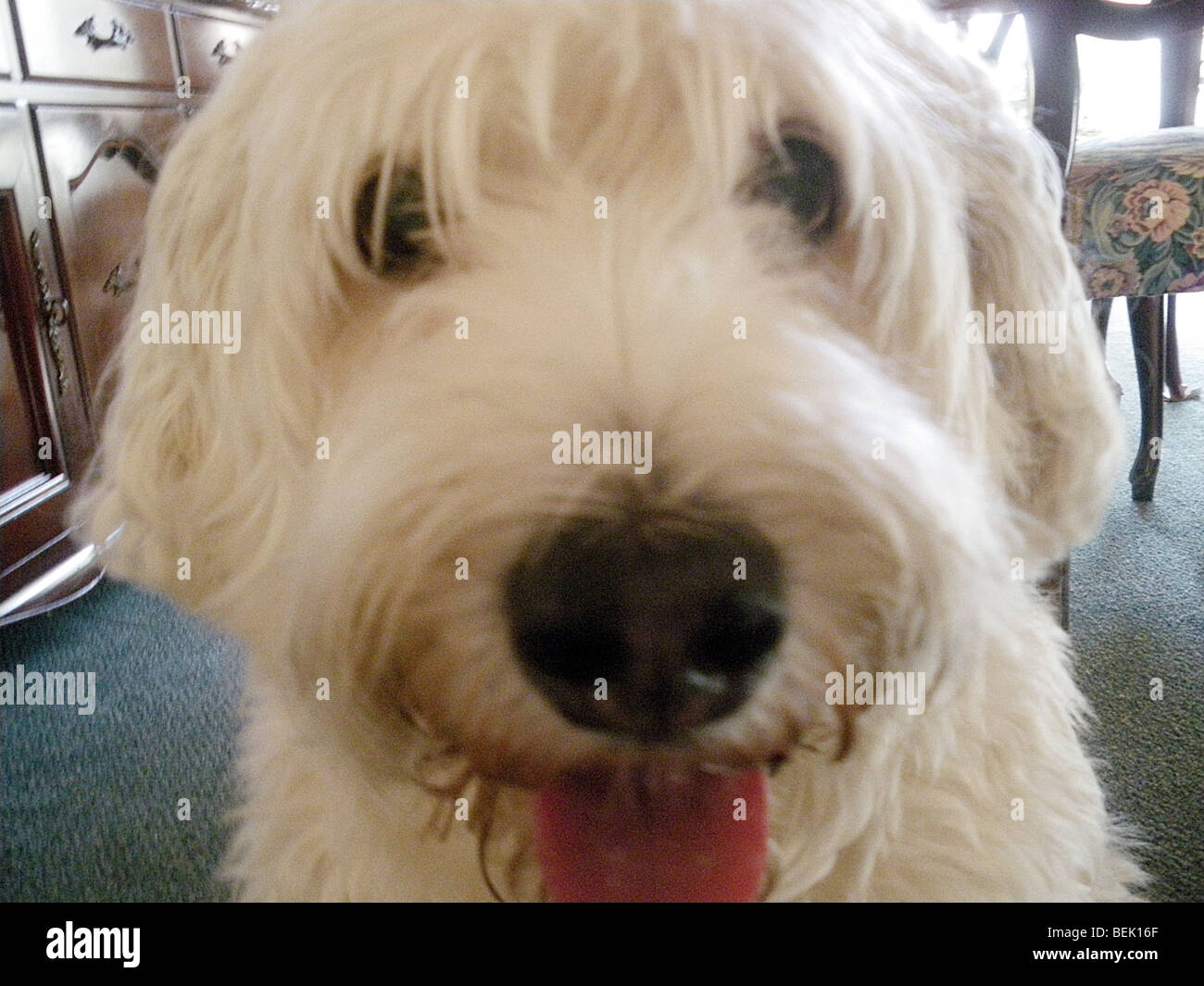 funny dog face Stock Photo - Alamy