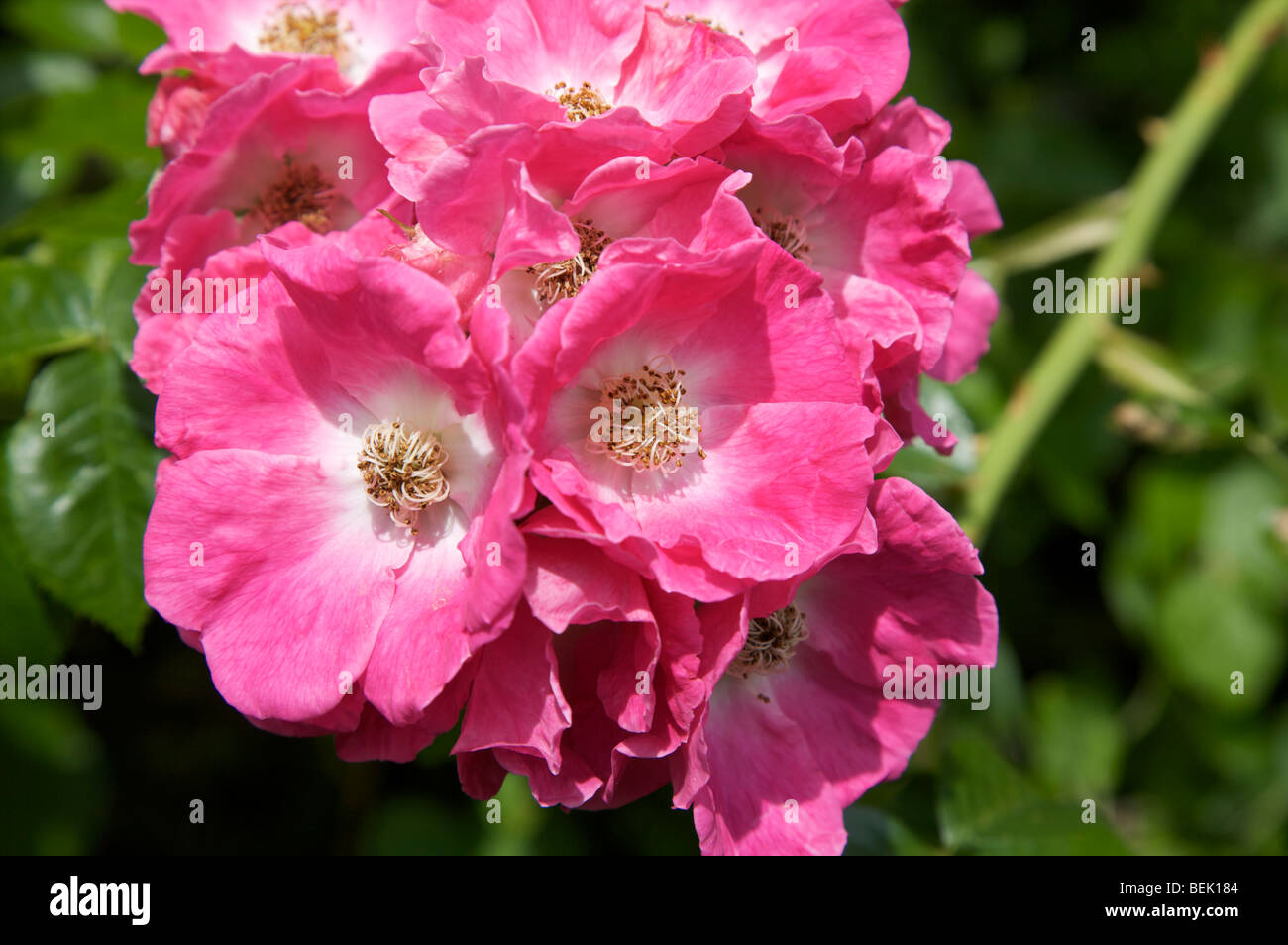 PINK ROSE GROWING WILD IN A SURREY GARDEN Stock Photo - Alamy