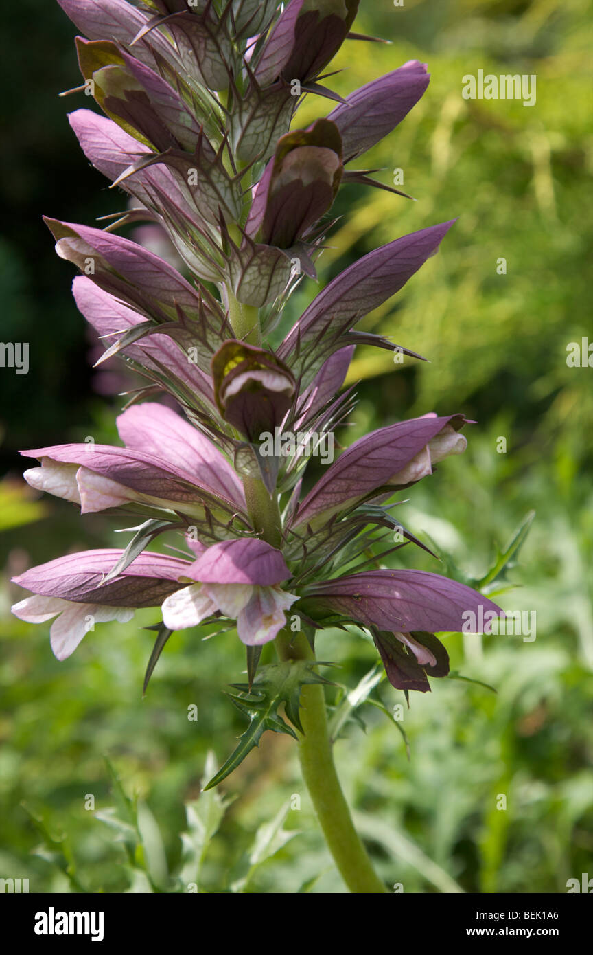 ACANTHUS MOLLIS BEARS BREECHES FLOWER PURPLE Stock Photo - Alamy