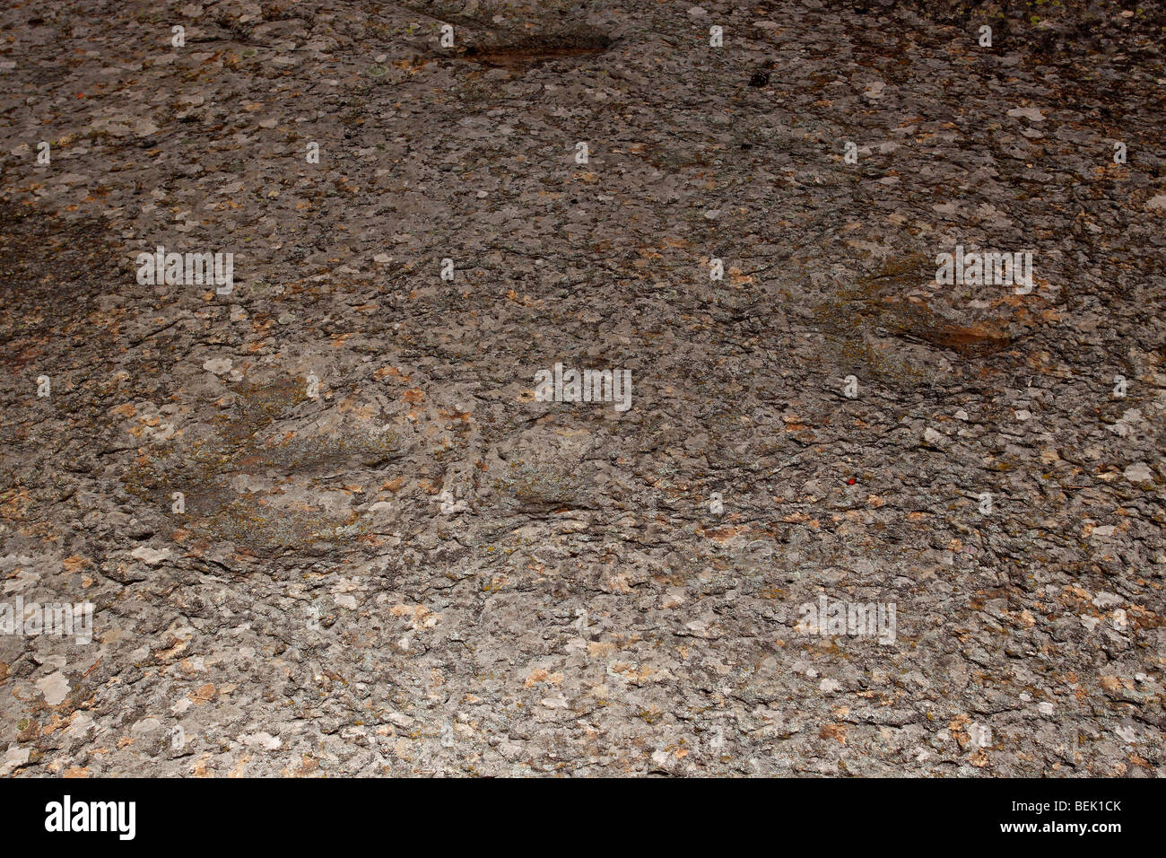 Fossil footprints hi-res stock photography and images - Alamy
