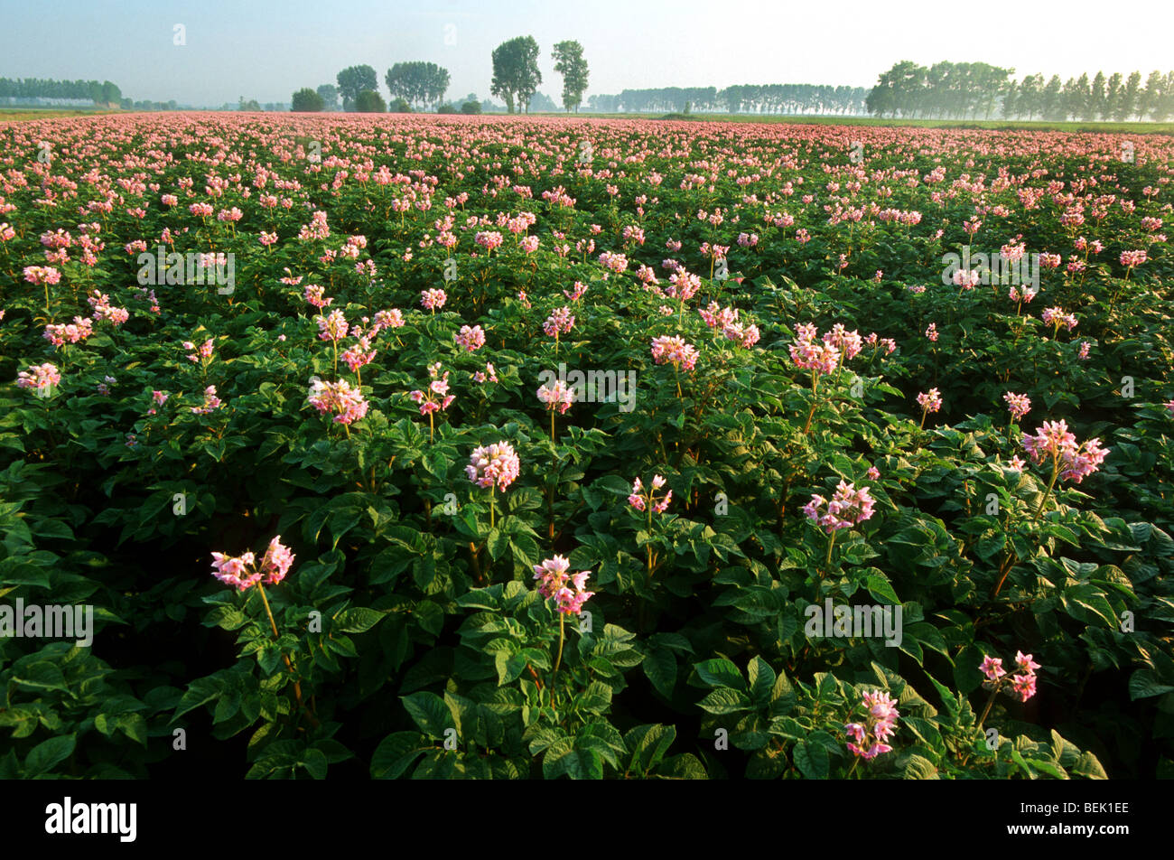 Potato field in flower (Solanum tuberosum Stock Photo - Alamy