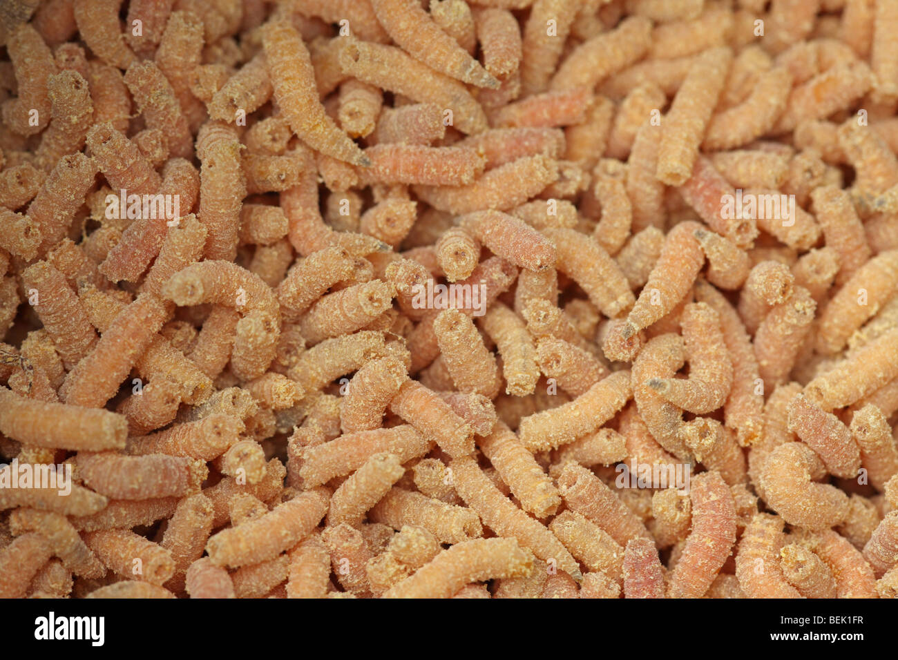 Fishing bait maggots maggot hi-res stock photography and images - Alamy