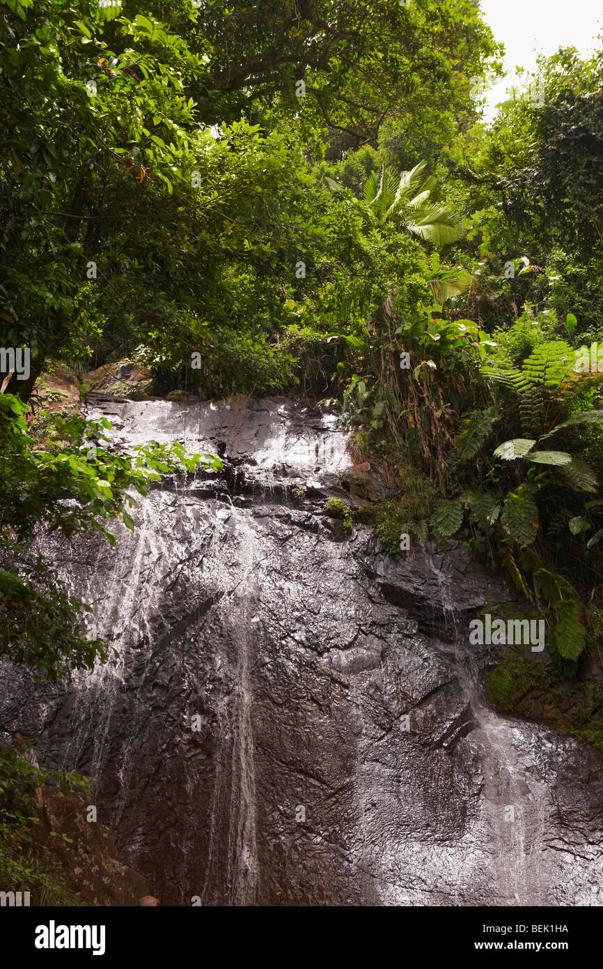 Waterfall in a rainforest, El Yunque Rainforest, Puerto Rico Stock ...