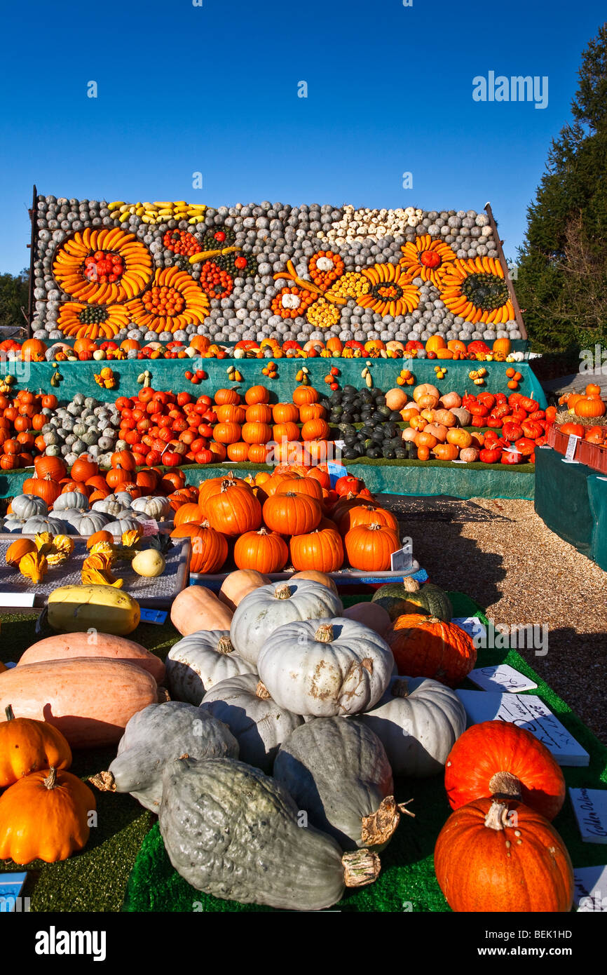 A colourful farm garden display of pumpkins at Slindon, West Sussex ...