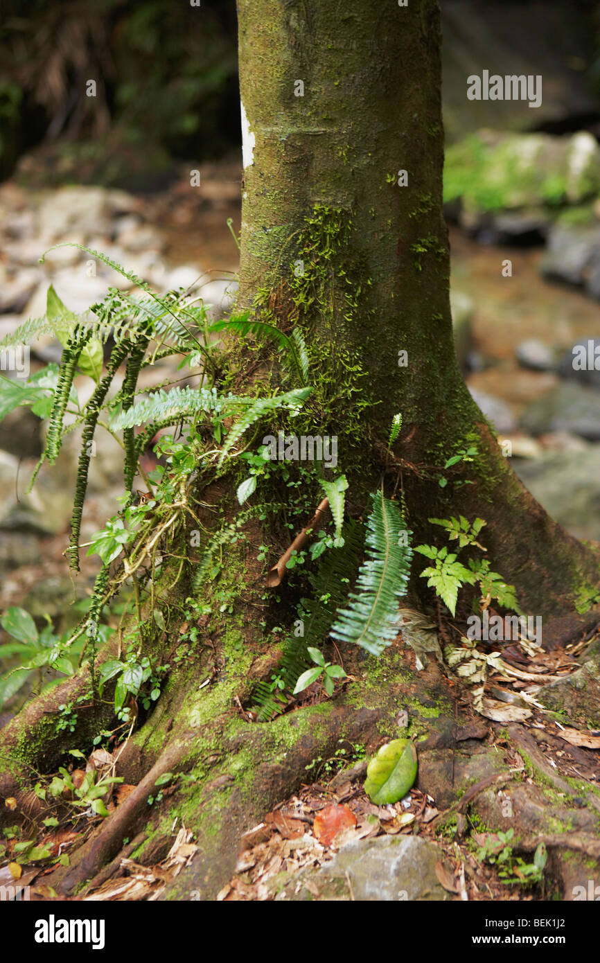 Tree trunk in a rainforest, El Yunque Rainforest, Puerto Rico Stock ...