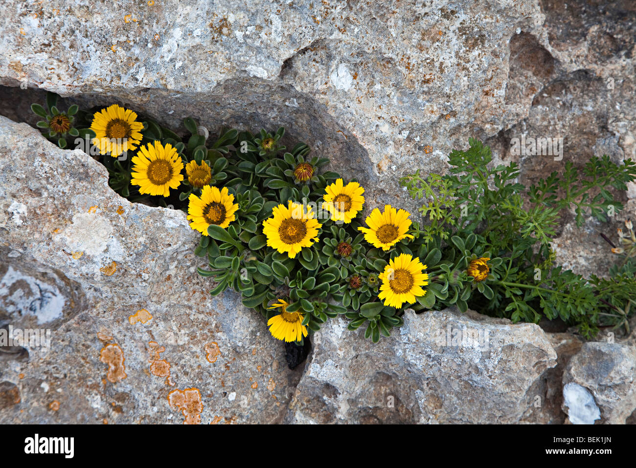 Yellow flowers in cleft in limestone sea cliffs Cala s'Algar Mallorca ...