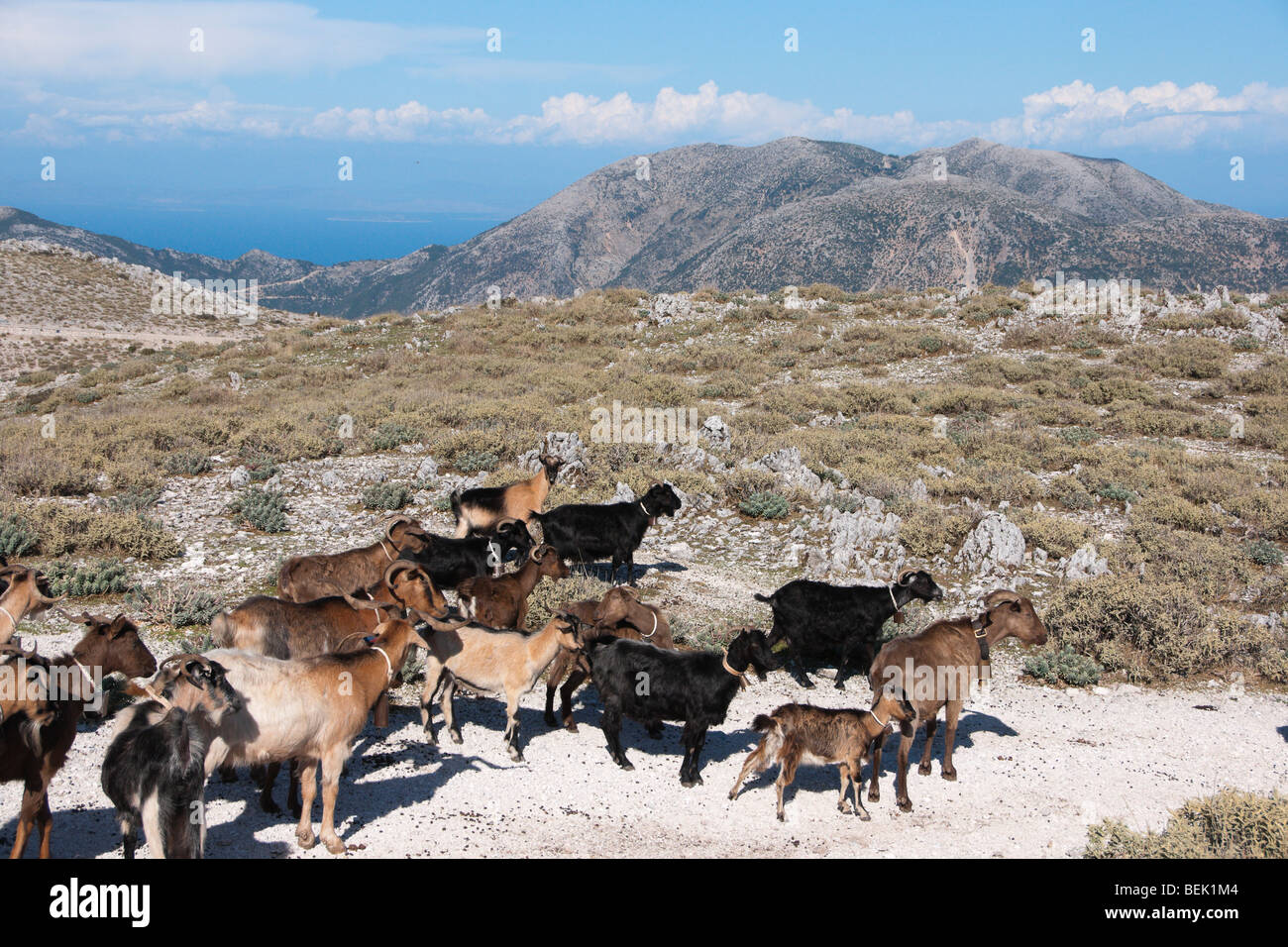 Greek goat kefalonia hi-res stock photography and images - Alamy