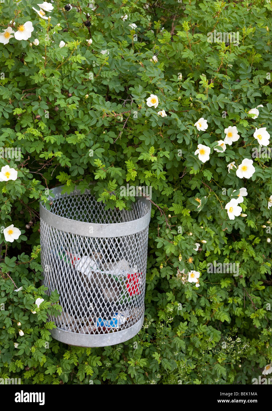 Rose leaves waste hi-res stock photography and images - Alamy