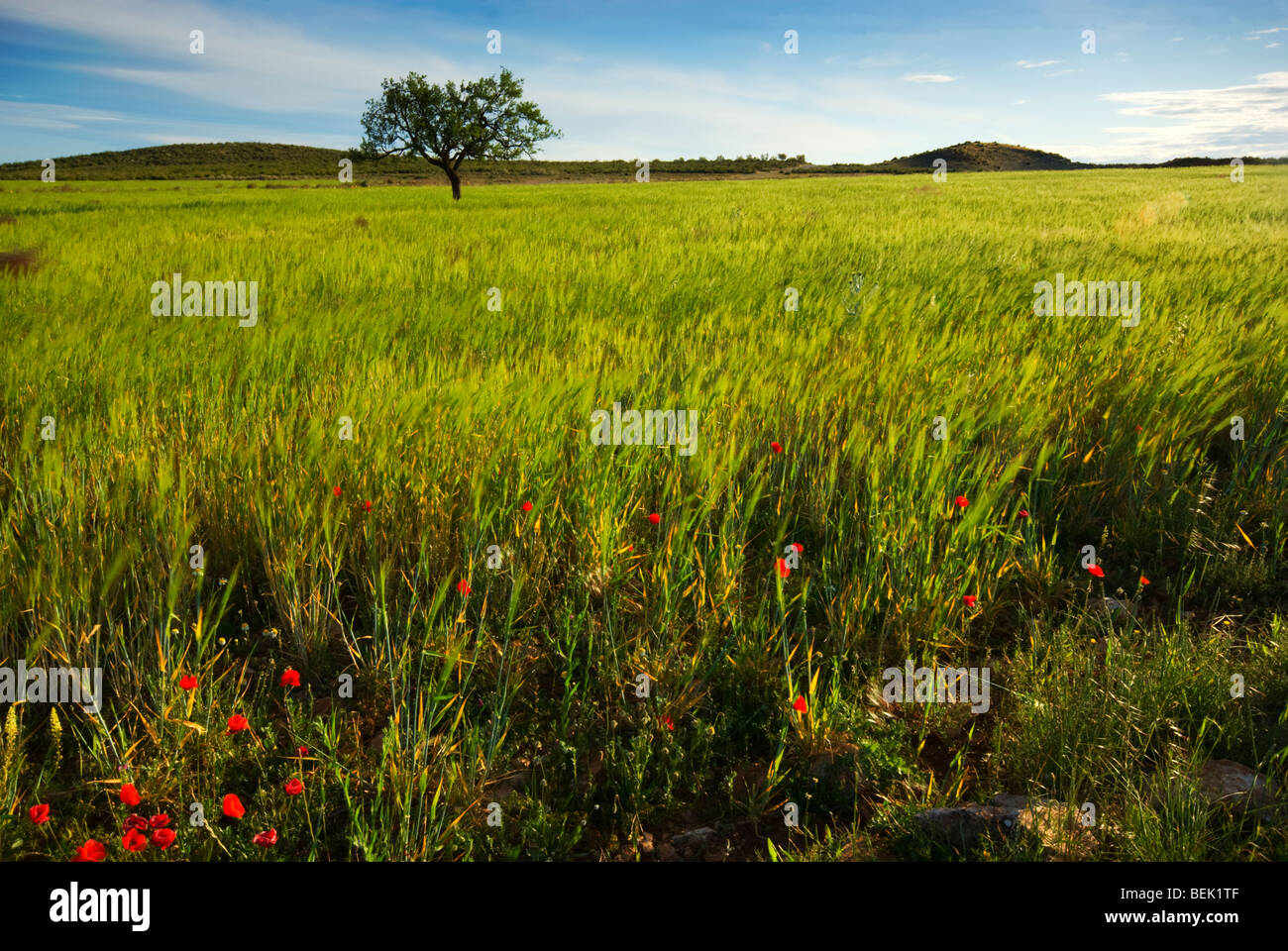 Tree and grasses hi-res stock photography and images - Alamy