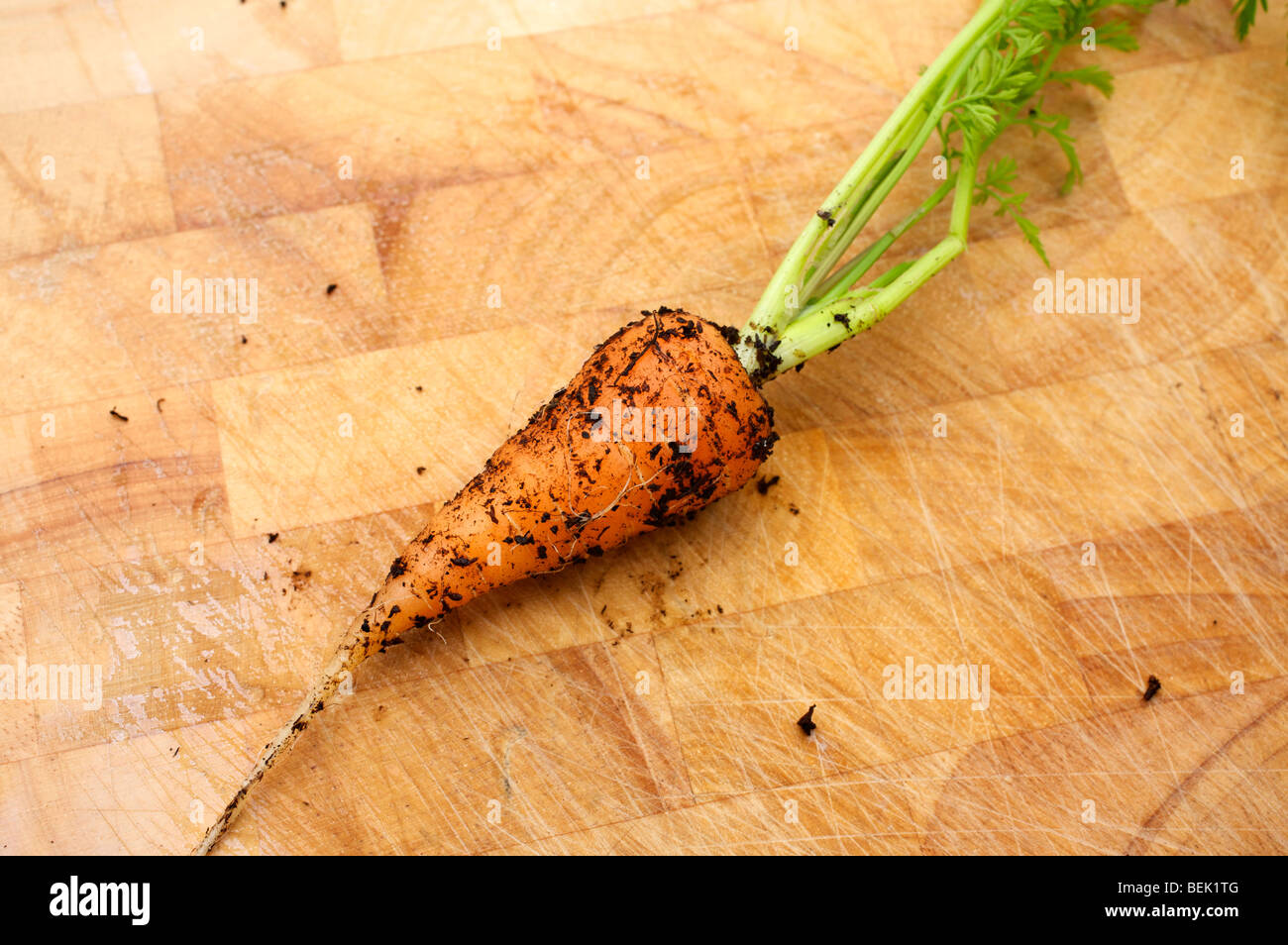 single fresh carrot newly pulled from the garden with soil on a bamboo ...