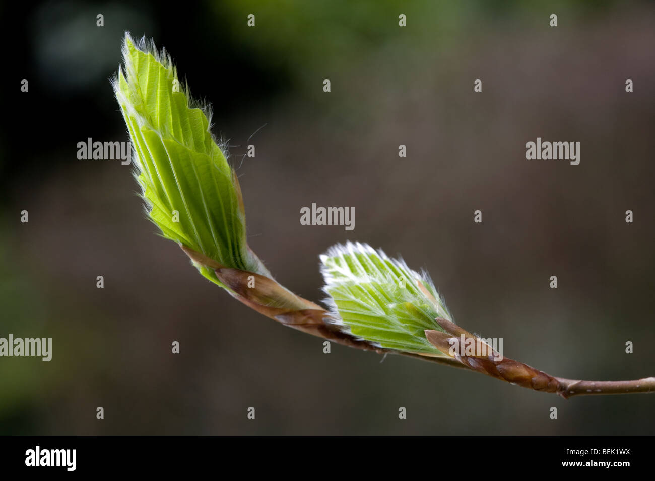 Emerging European beech leaves (Fagus sylvatica) in spring Stock Photo ...