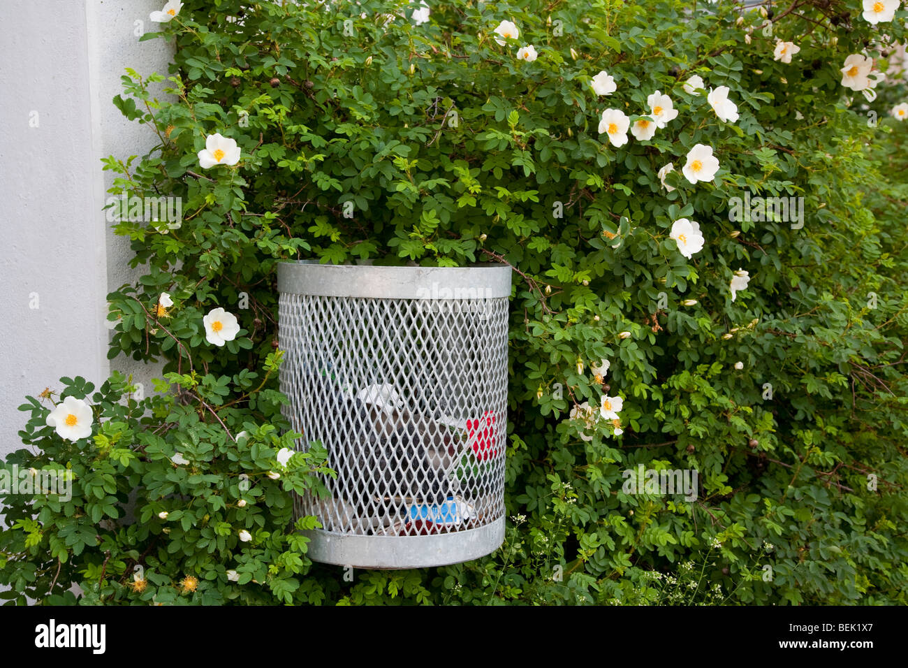 Rose in the trash can hi-res stock photography and images - Alamy