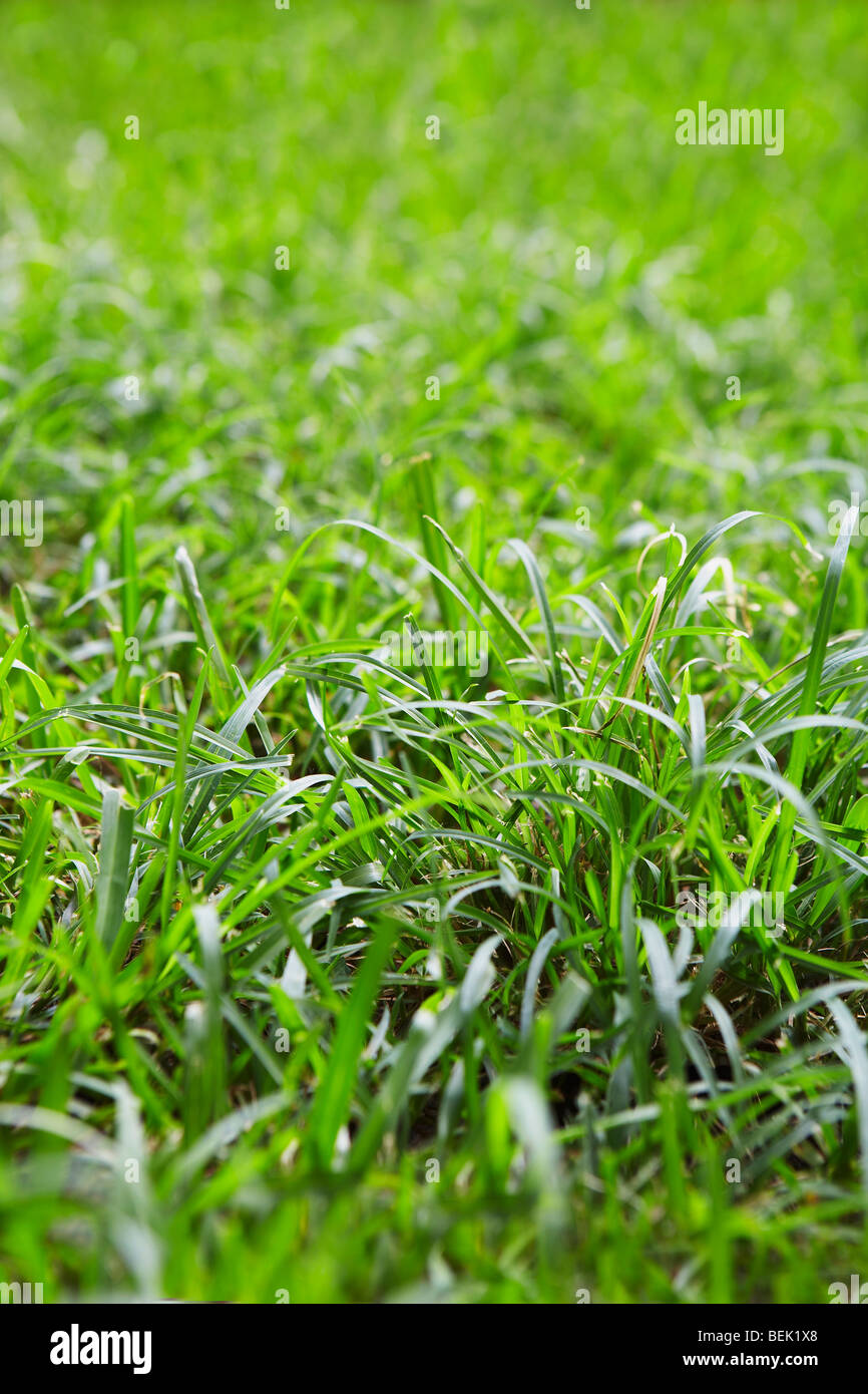 Grass in a backyard Stock Photo - Alamy