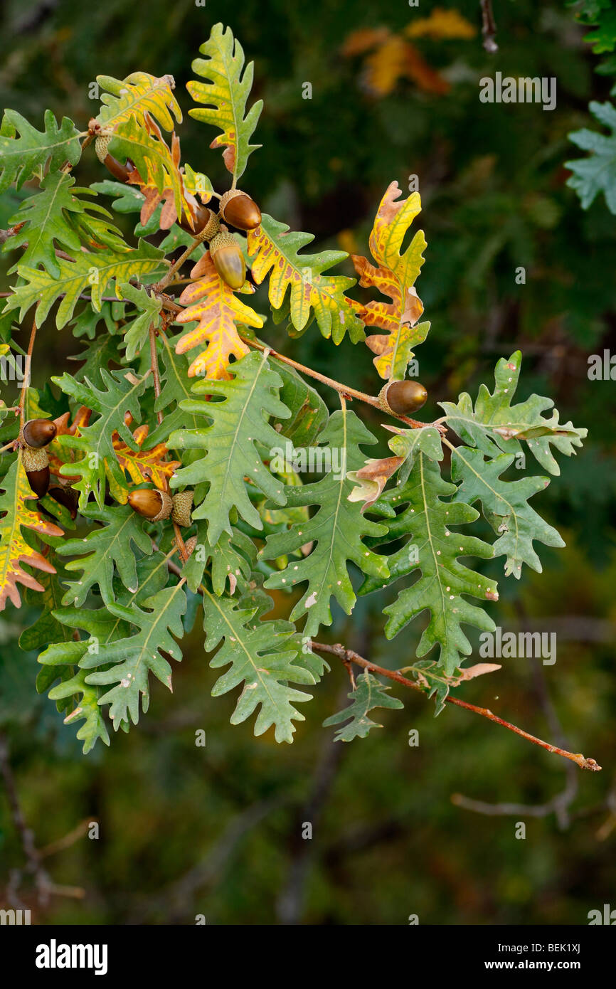 leaves and fruits of Pyrenean oak, Quercus pyrenaica Stock Photo - Alamy