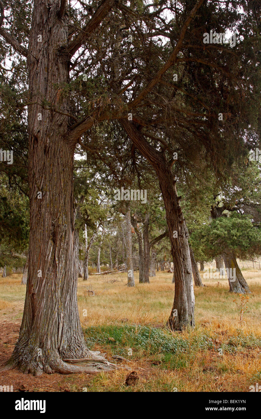 Old sabine forest Stock Photo - Alamy