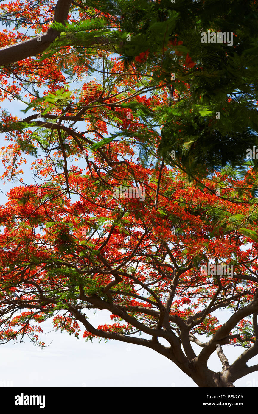 Low angle view of Flame trees (Delonix regia Stock Photo - Alamy