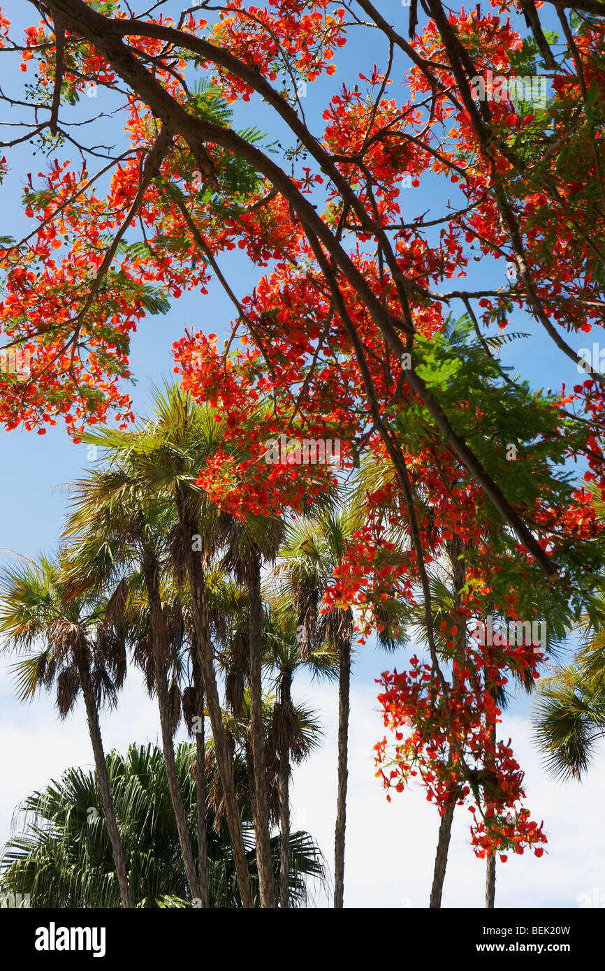 Low angle view of flowers on a Flame tree (Delonix regia Stock Photo ...