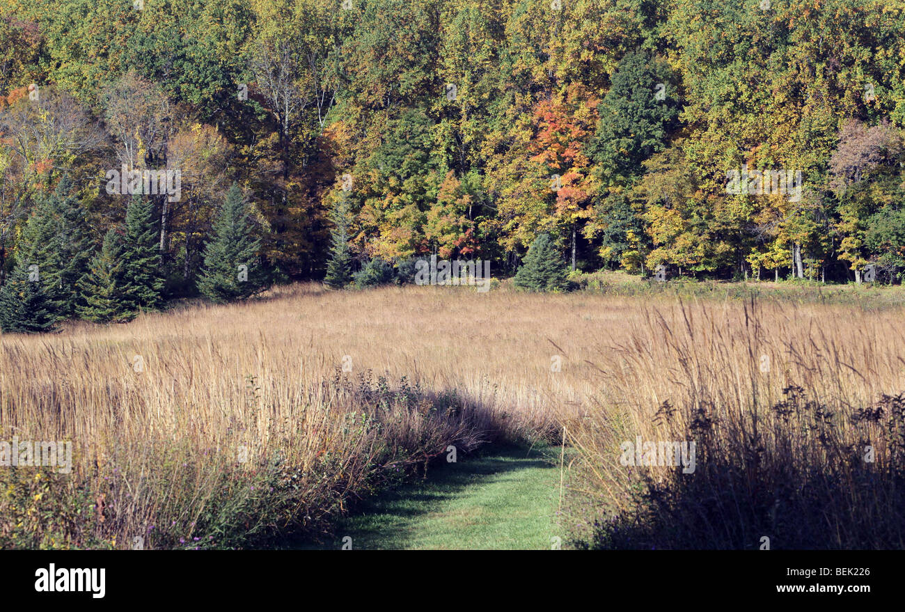 An autumn scene of a meadow field. Surrounding the field are trees ...