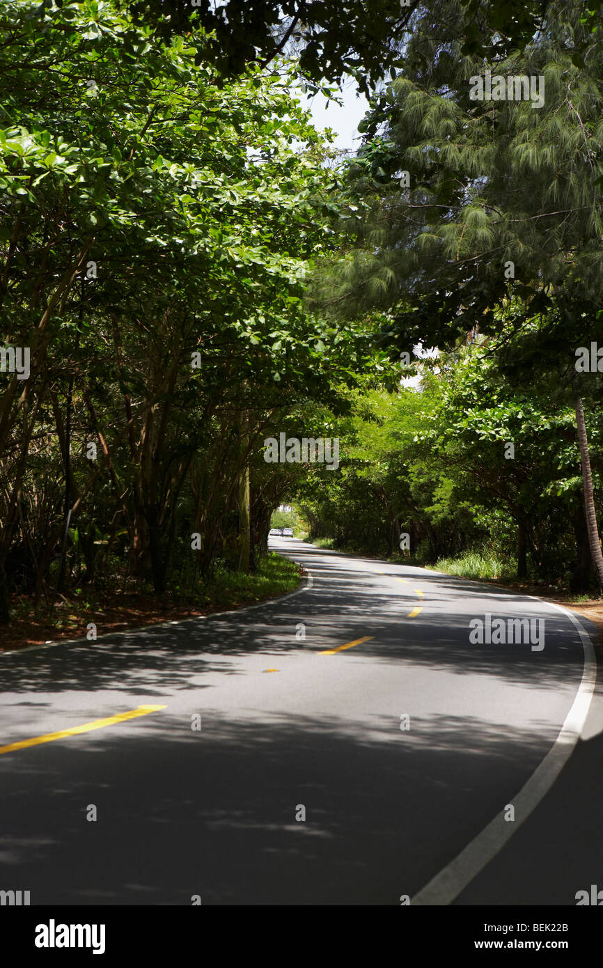 Trees along a road, Puerto Rico Stock Photo - Alamy