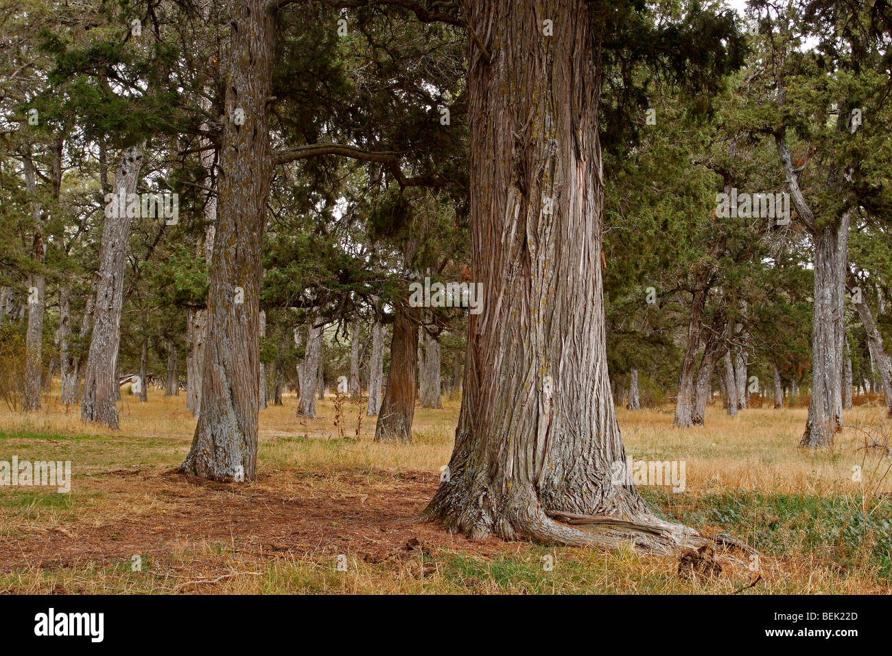 Old sabine forest Stock Photo - Alamy
