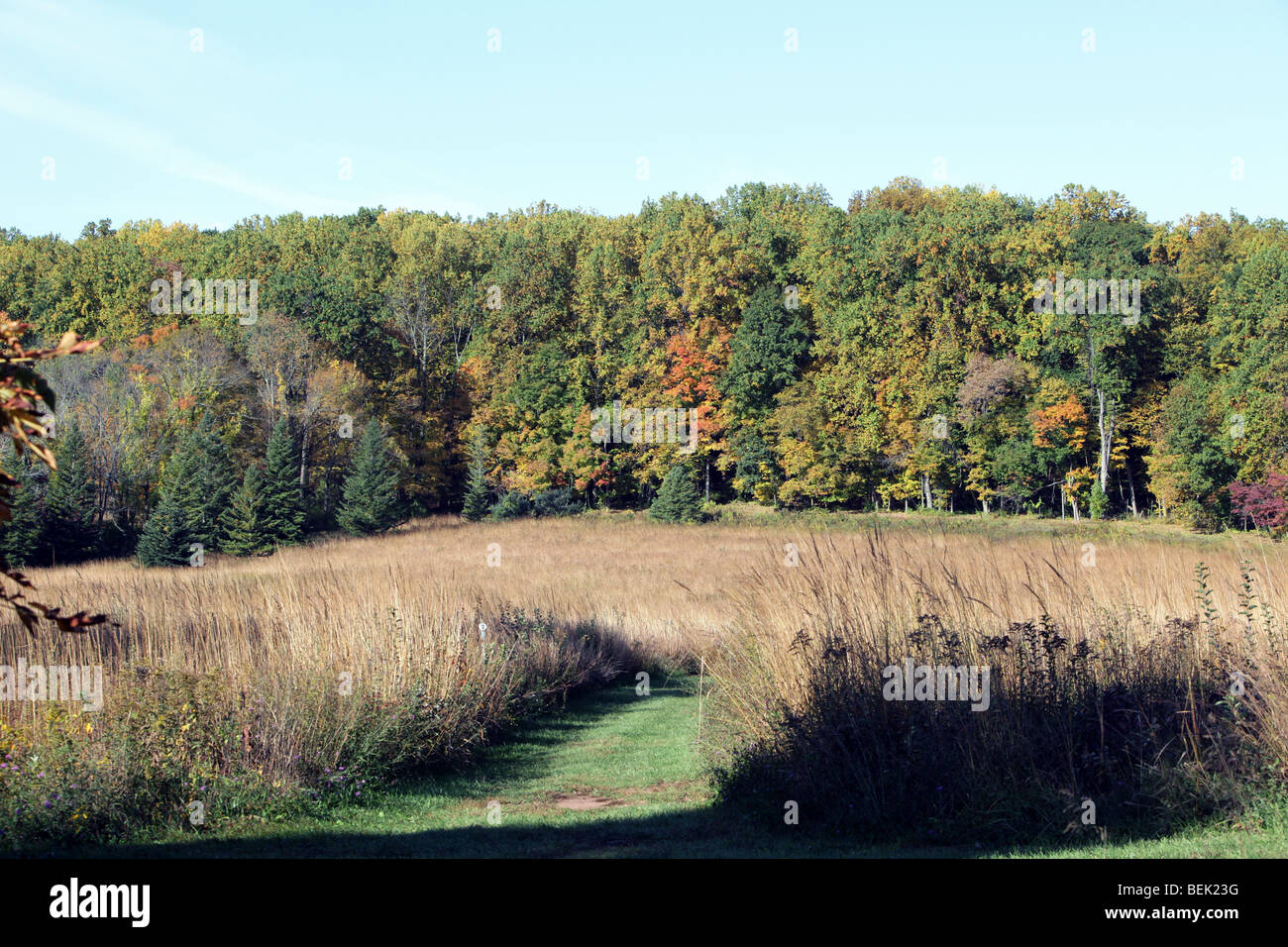 An autumn scene of a meadow field. Surrounding the field are trees ...