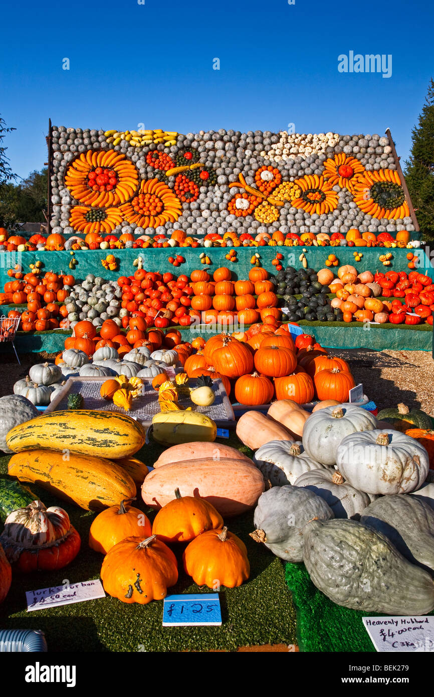 A colourful farm garden display of pumpkins at Slindon, West Sussex ...