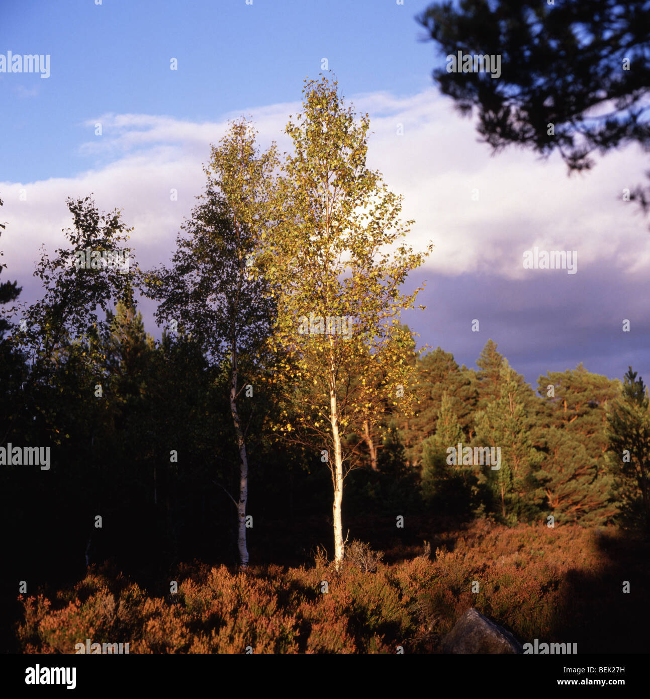Silver Birch Tree amongst Scots Pine Rothiemurcus Aviemore Scotland ...