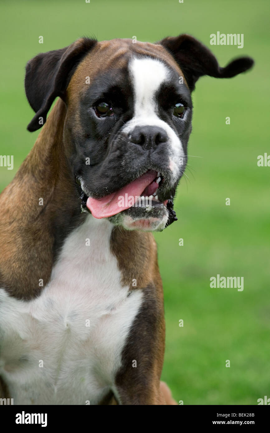 Canis lupus familiaris boxer hi-res stock photography and images - Alamy