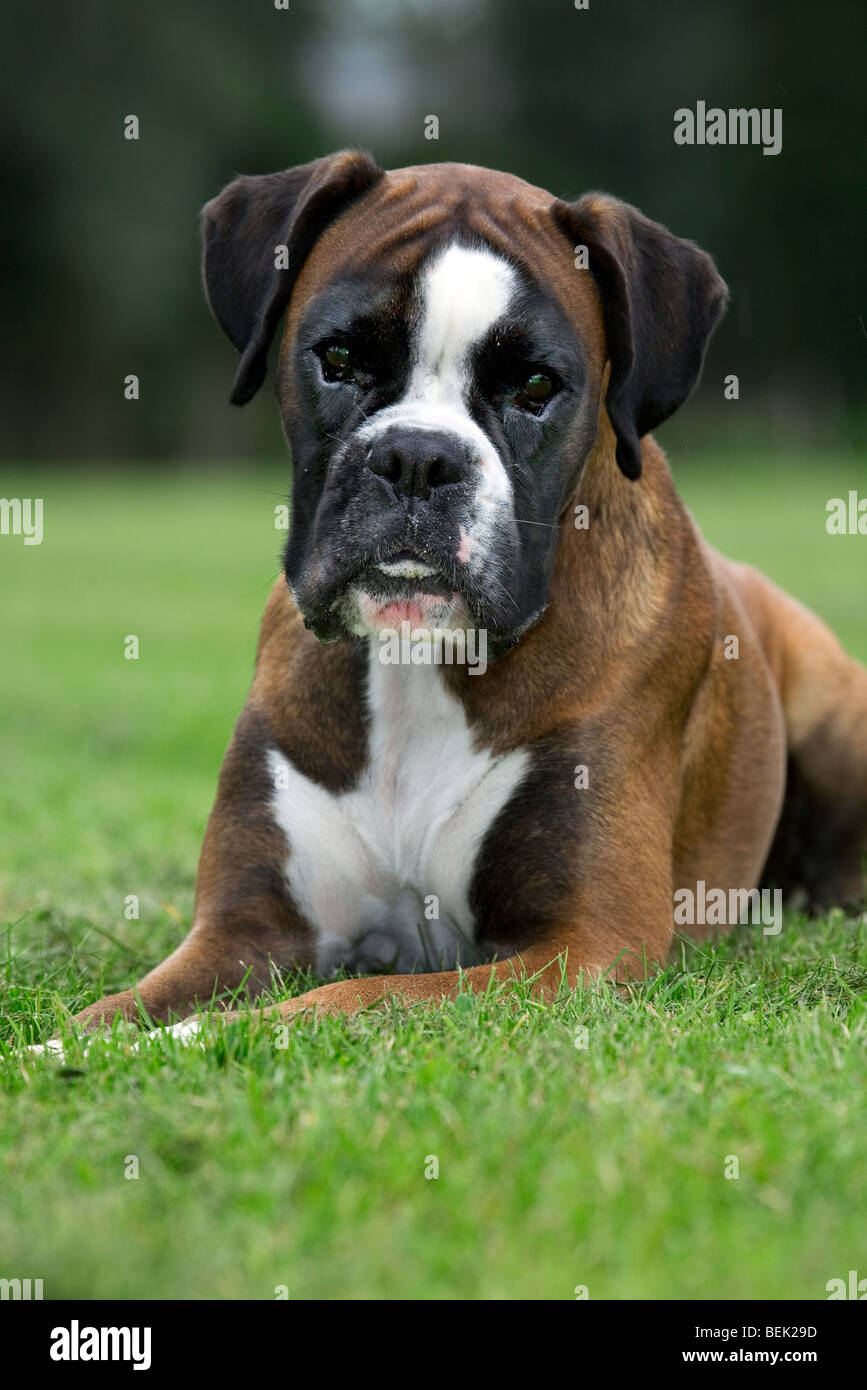 Boxer dog lying grass hi-res stock photography and images - Alamy