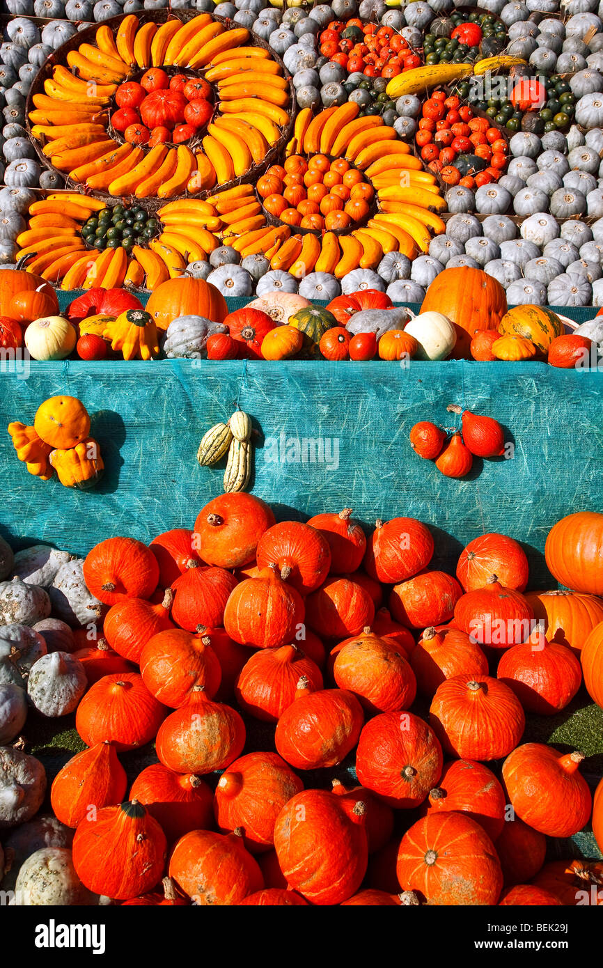 A colourful farm garden display of pumpkins at Slindon, West Sussex ...