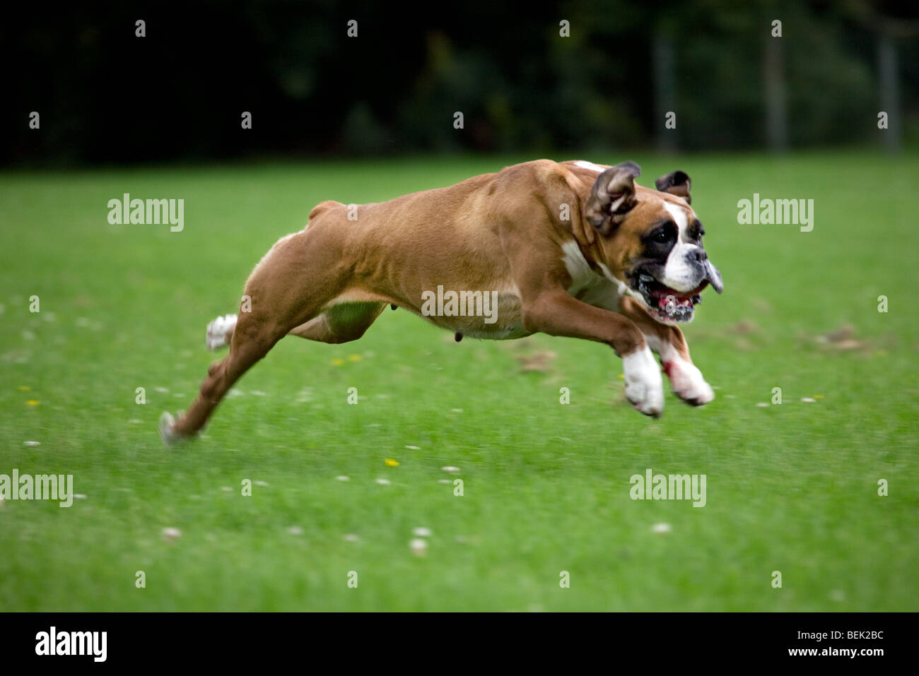 Boxer (Canis lupus familiaris) dog running outdoor on lawn in garden ...