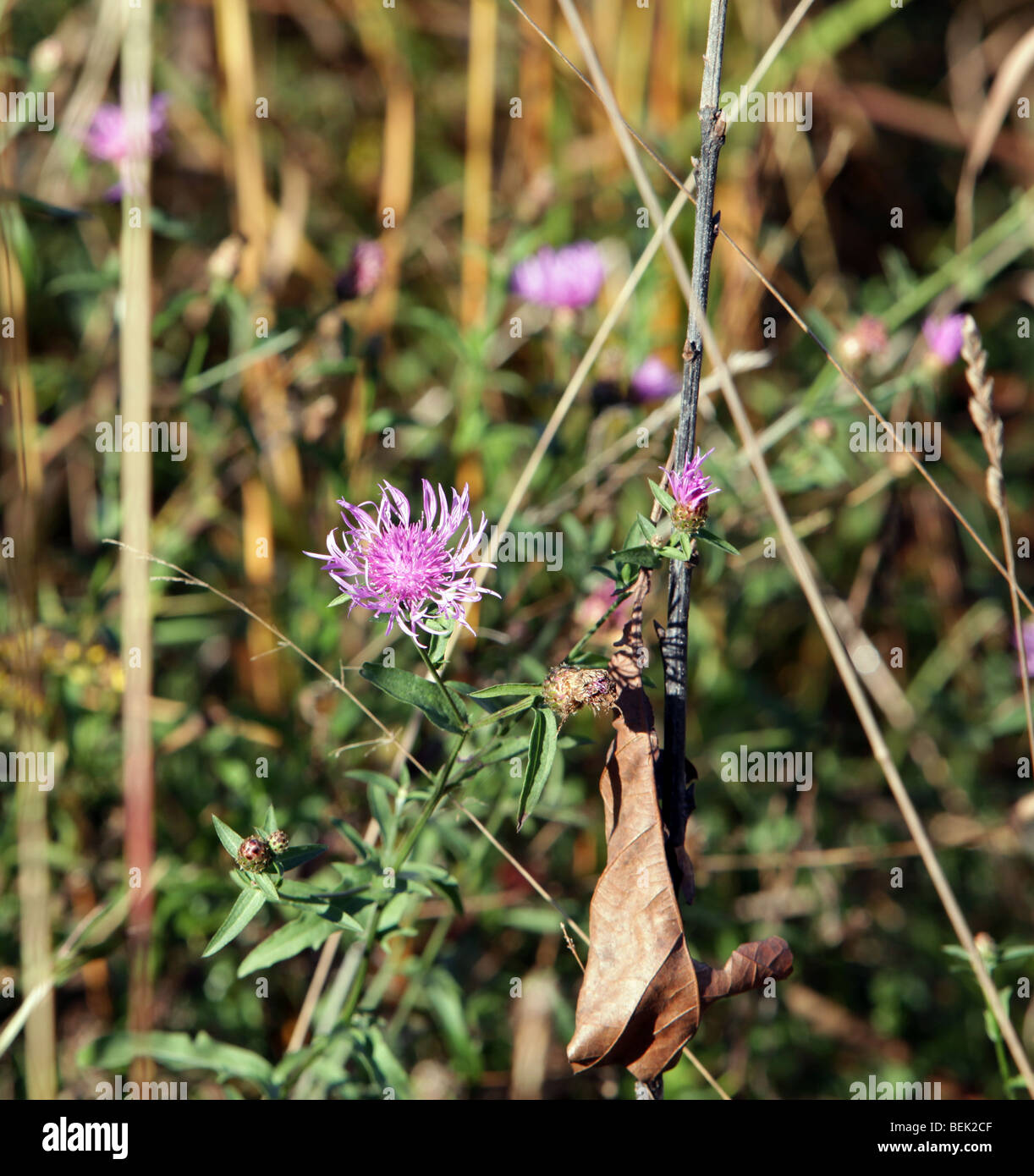 Aster weed hi-res stock photography and images - Alamy