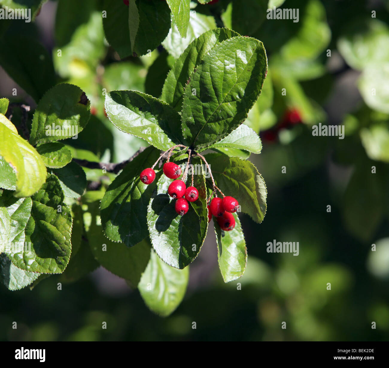 Photinia villosa Oriental Photinia Japan and Korea and China green ...