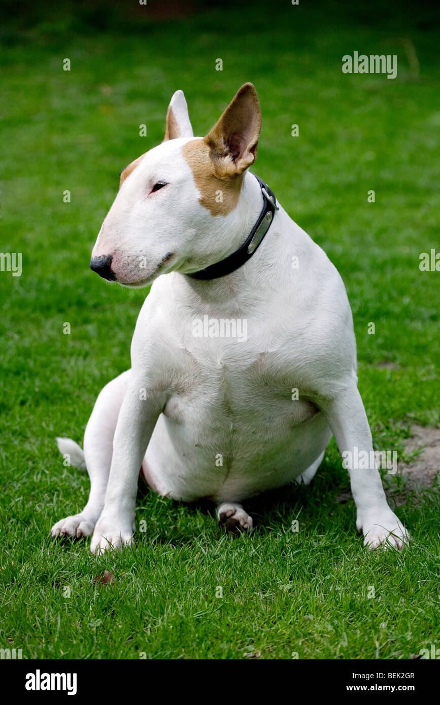 Portrait of bull terrier hi-res stock photography and images - Alamy