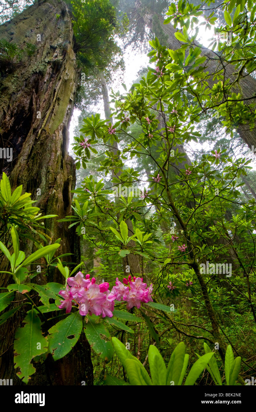 Wild rhododendrons bloom in Redwood tree forest, Del Norte Coast ...