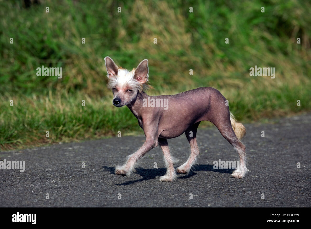 Chinese crested dog hi-res stock photography and images - Alamy