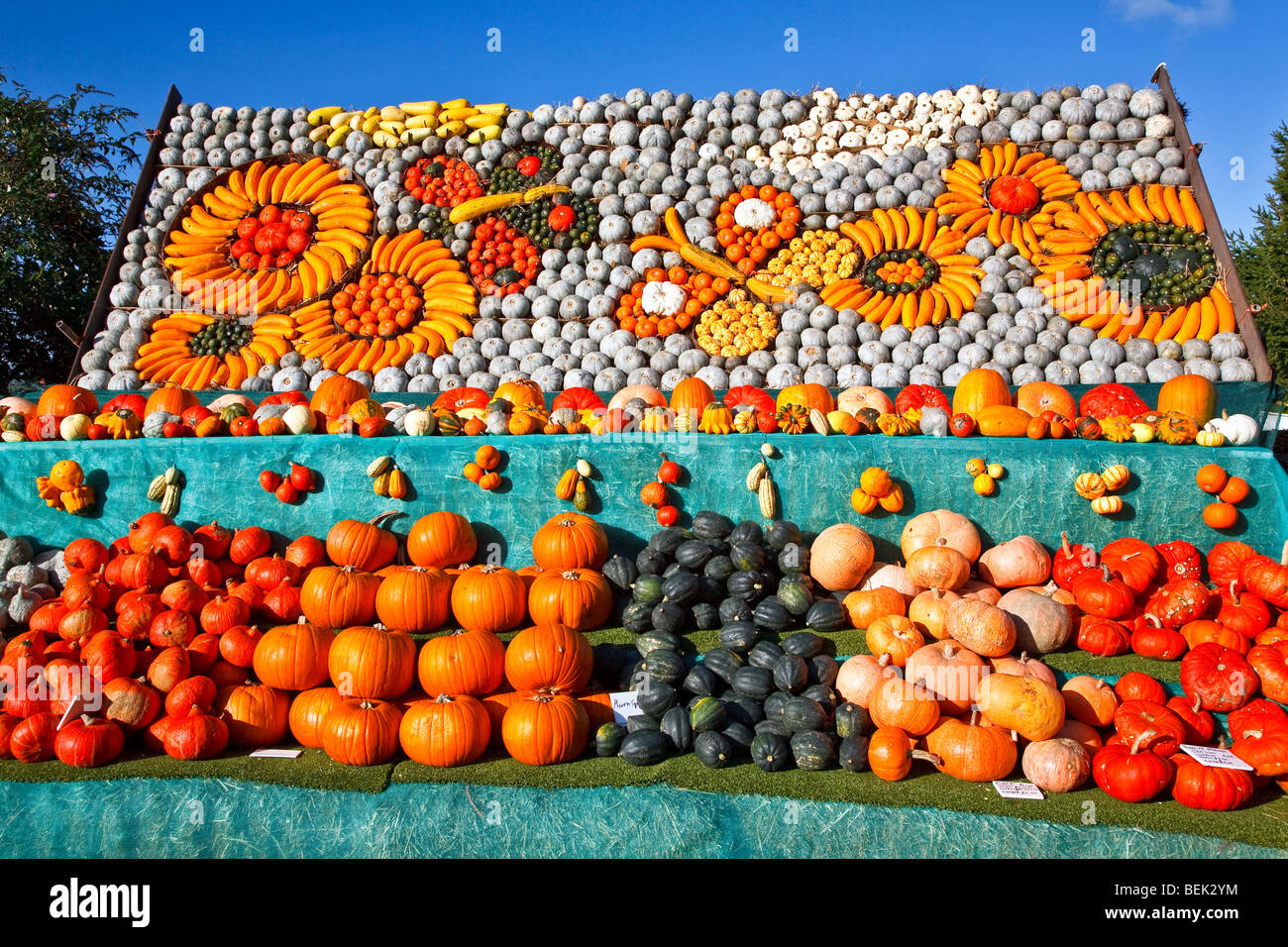 A colourful farm garden display of pumpkins at Slindon, West Sussex ...