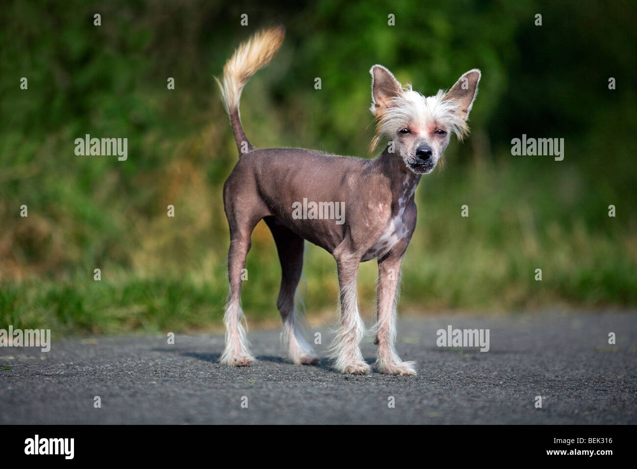Chinese crested dog, hairless breed from China Stock Photo - Alamy