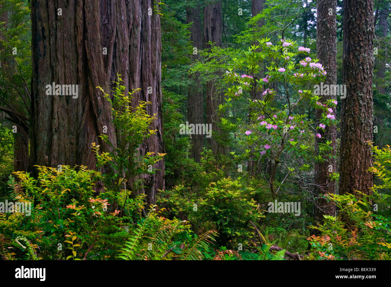 Wild rhododendrons bloom in Redwood tree forest, Del Norte Coast ...
