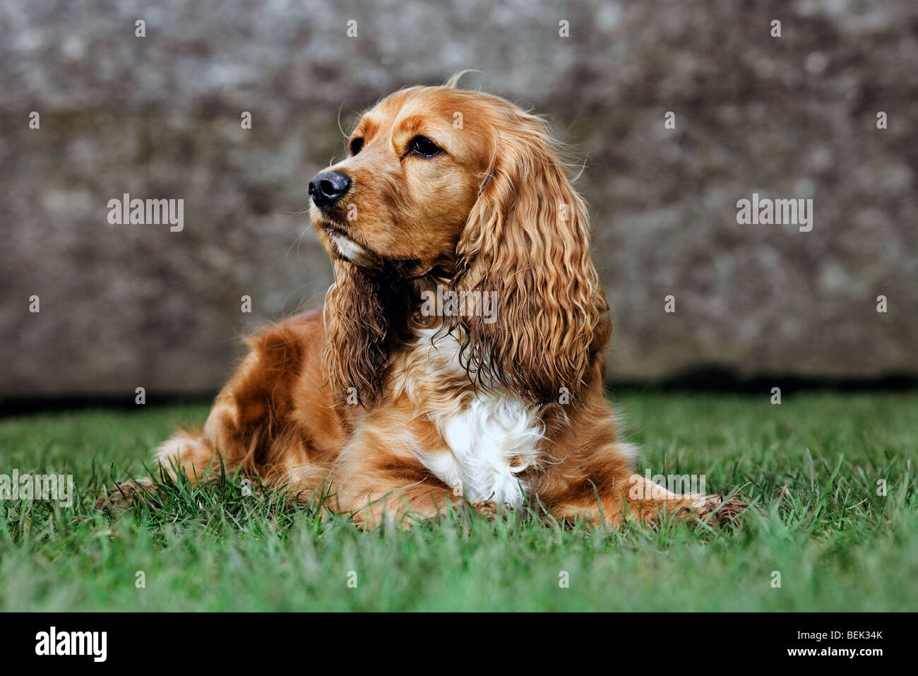 Cocker spaniel dog lying outdoor on lawn in garden Stock Photo - Alamy