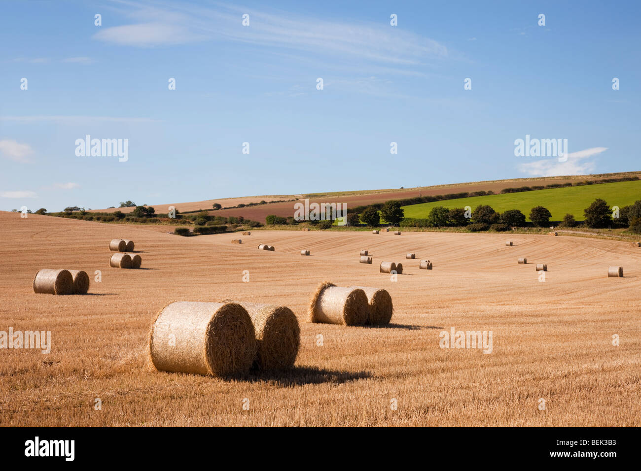 Countryside scene with view across golden arable field of round bales ...