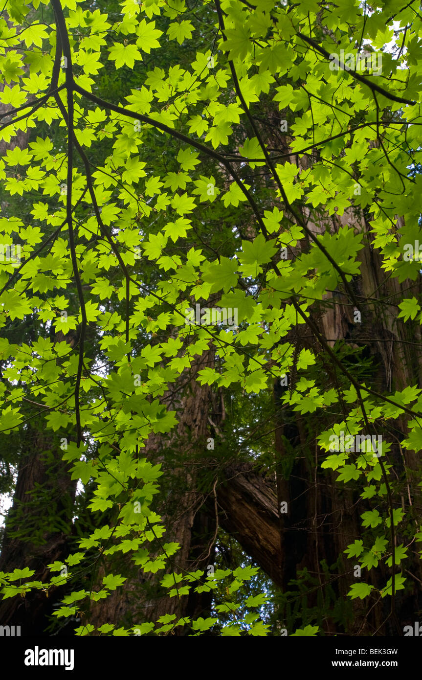 Vine maple hi-res stock photography and images - Alamy