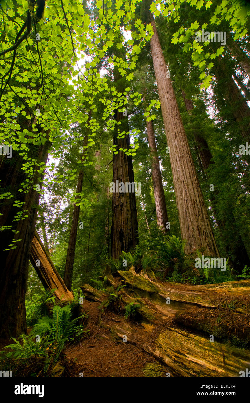 Sunlit Vine Maple leaves and Redwood trees in forest at Stout Grove ...