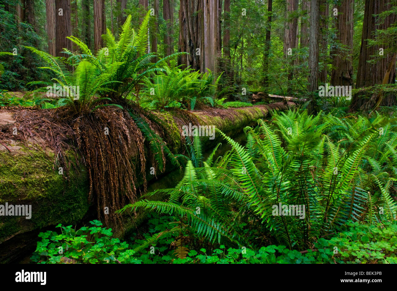 Ferns and redwood trees in forest at Stout Grove, Jedediah Smith ...