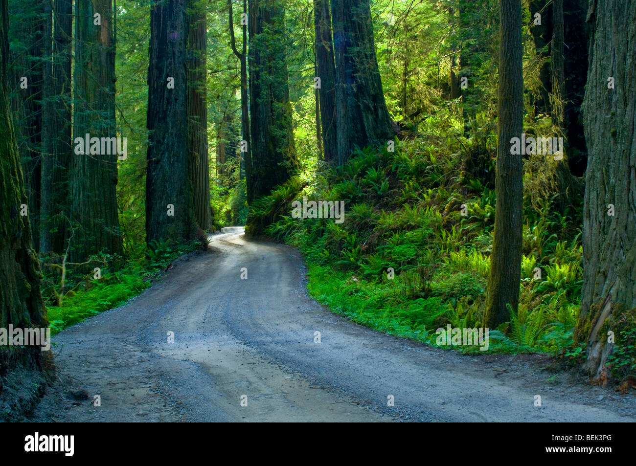 Sunlight through redwood trees in forest, Howland Hill road, Jedediah ...